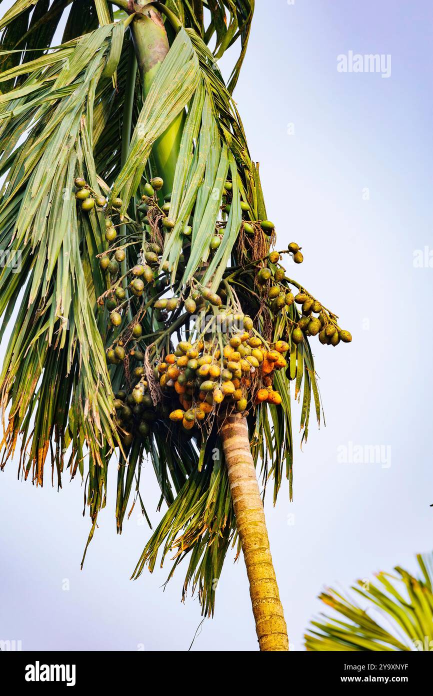 Palm tree areca hi-res stock photography and images - Alamy