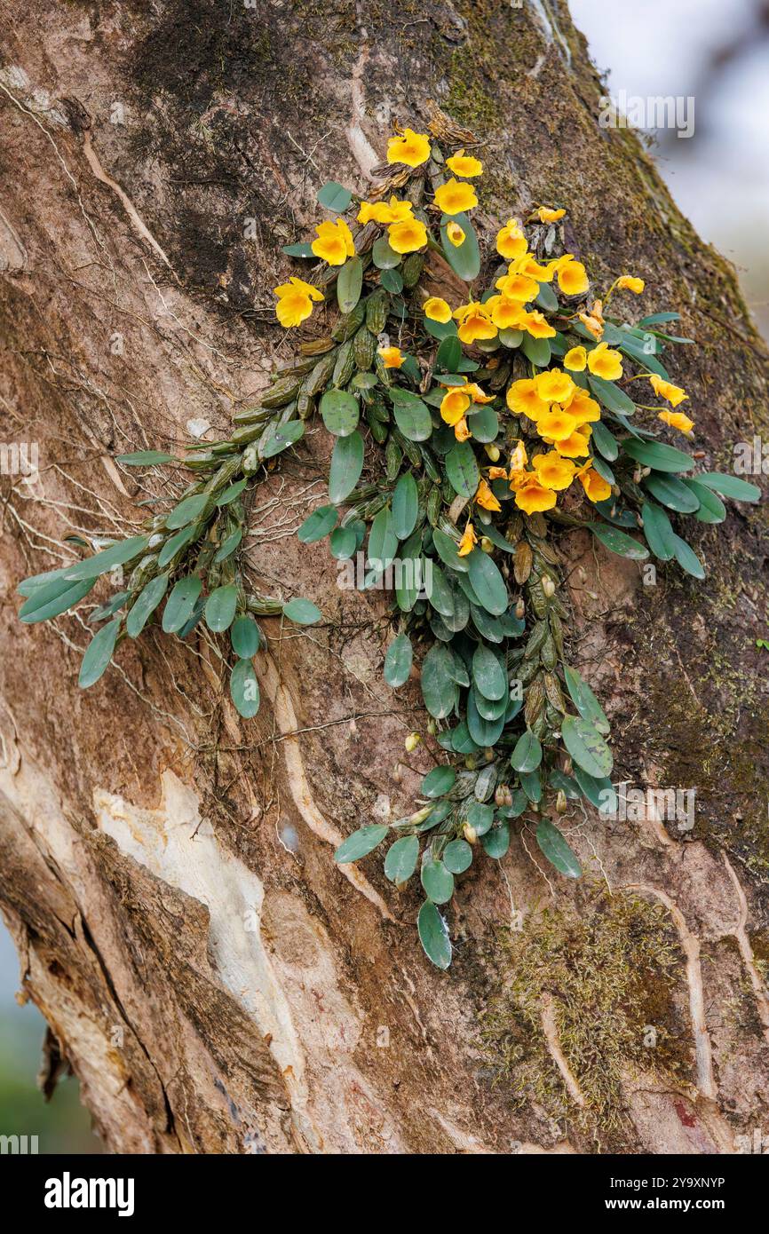 India, Assam, Manas National Park, Jenkins' Dendrobium (Dendrobium ...