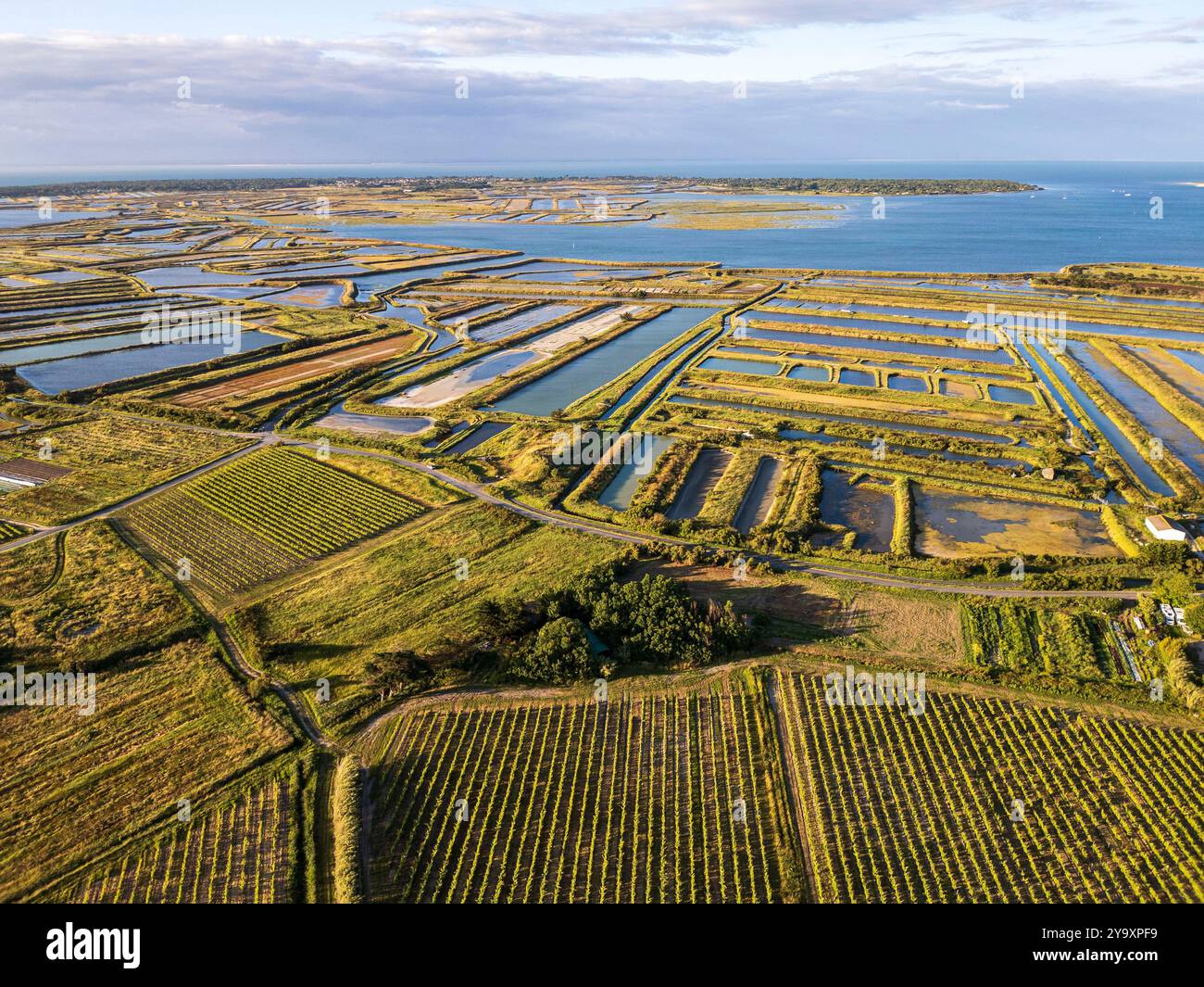France, Charente-Maritime, Ile-de-Ré, Ars-en-Ré, labeled Les Plus Beaux ...