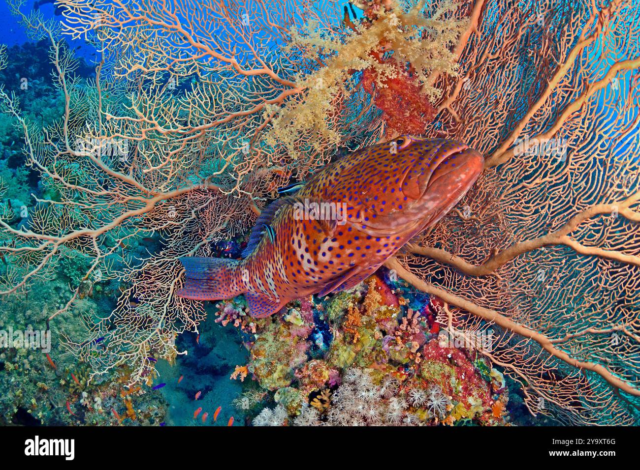 Egypt, Red Sea, a red Sea coral grouper (Plectropomus pessuliferus ...
