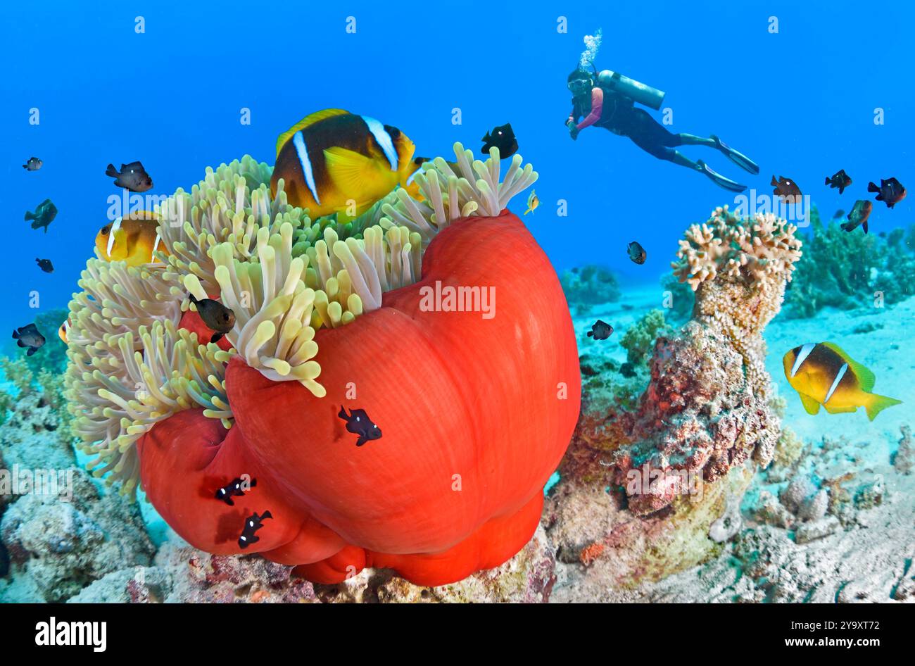 Egypt, Red Sea, anemones of the Red Sea (Heteractis magnifica) and ...