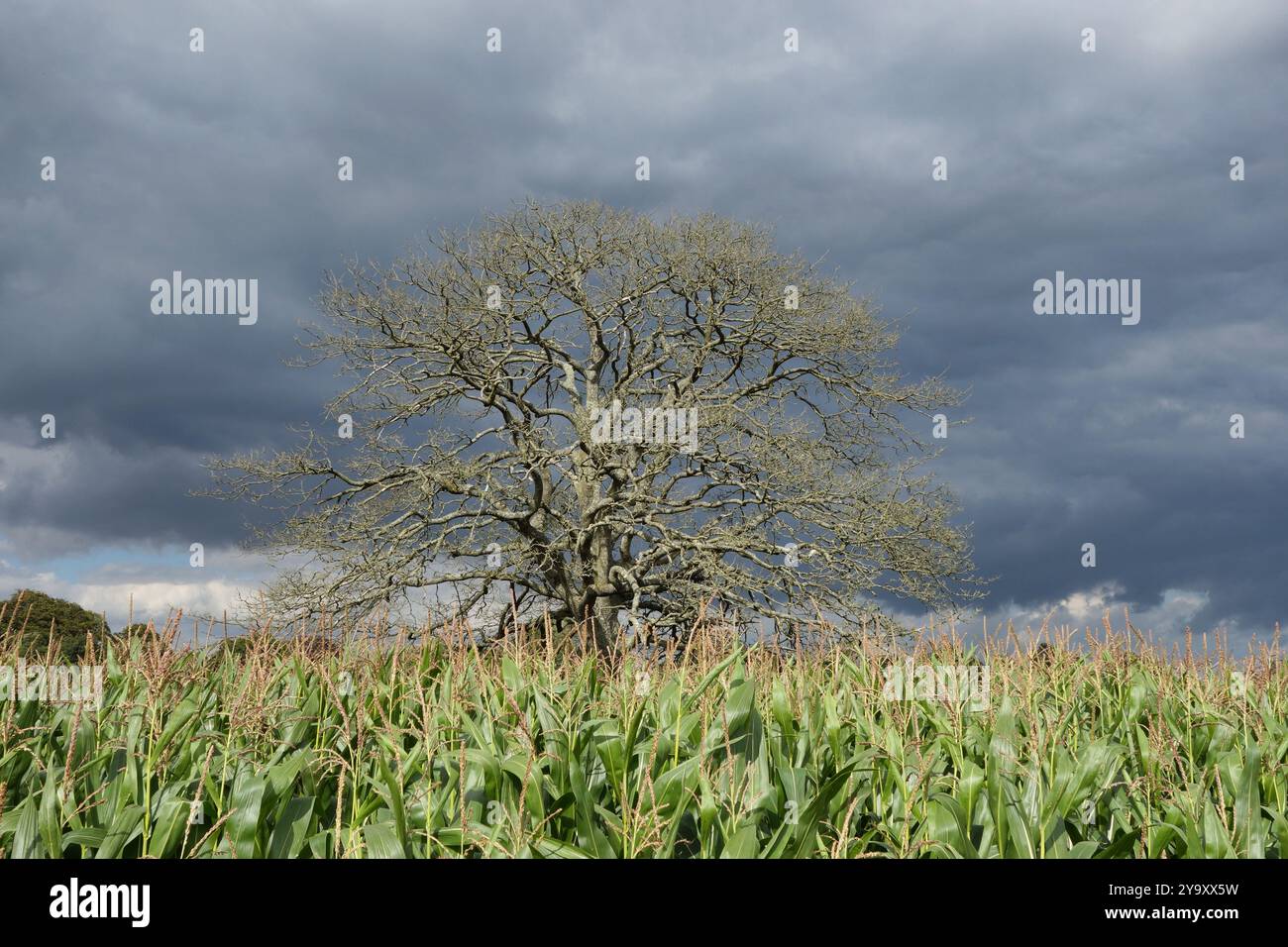 Oak tree growing in corn field, stormy day Stock Photo - Alamy
