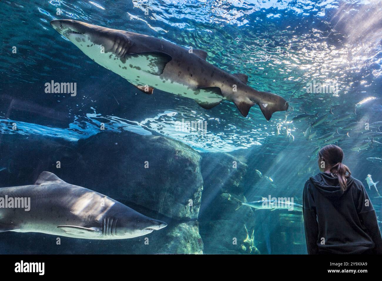 South Africa, Western Cape, Cape Town, Victoria and Alfred Waterfront, Two Oceans Aquarium Stock ...