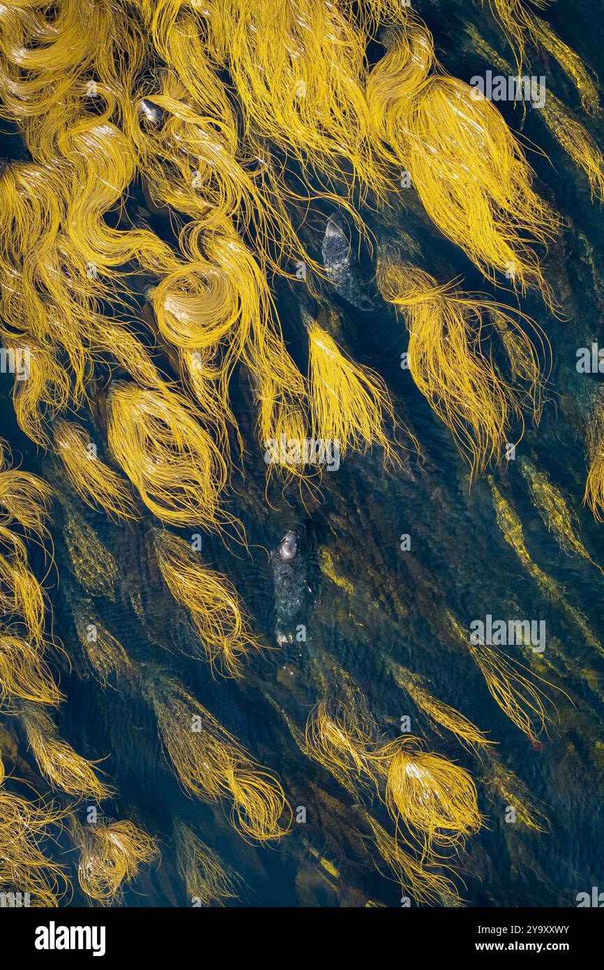France, Finistère, Molène Archipelago, Iroise Sea, aerial view of a ...