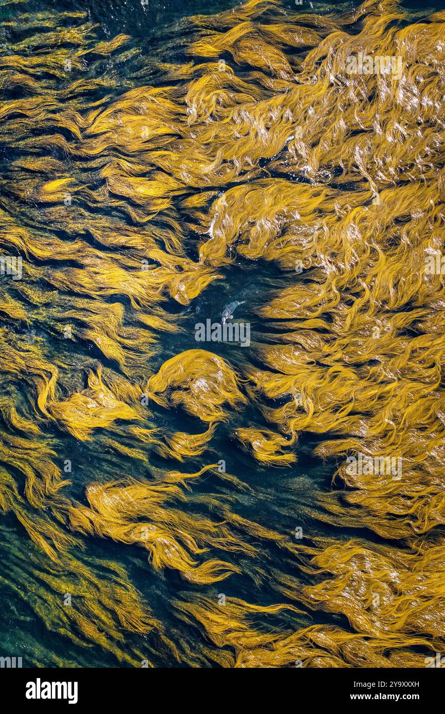 France, Finistère, Molène Archipelago, Iroise Sea, aerial view of a ...