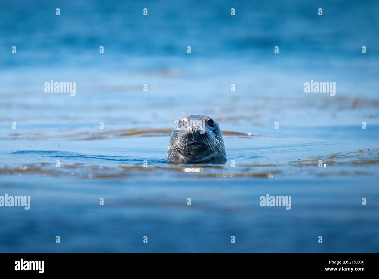 France, Finistère, Molène Archipelago, Iroise Sea, grey seal Stock ...