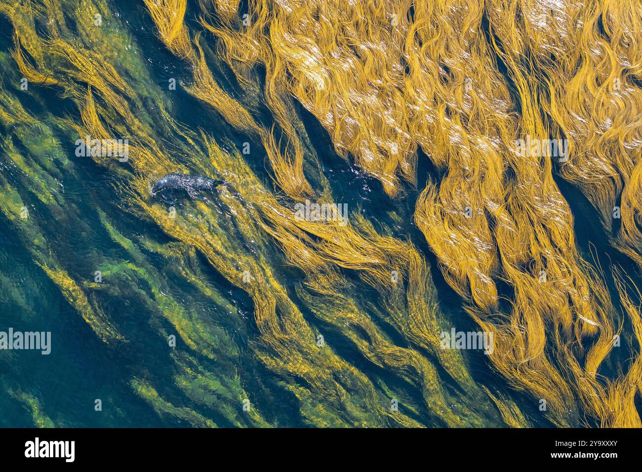 France, Finistère, Molène Archipelago, Iroise Sea, aerial view of a ...