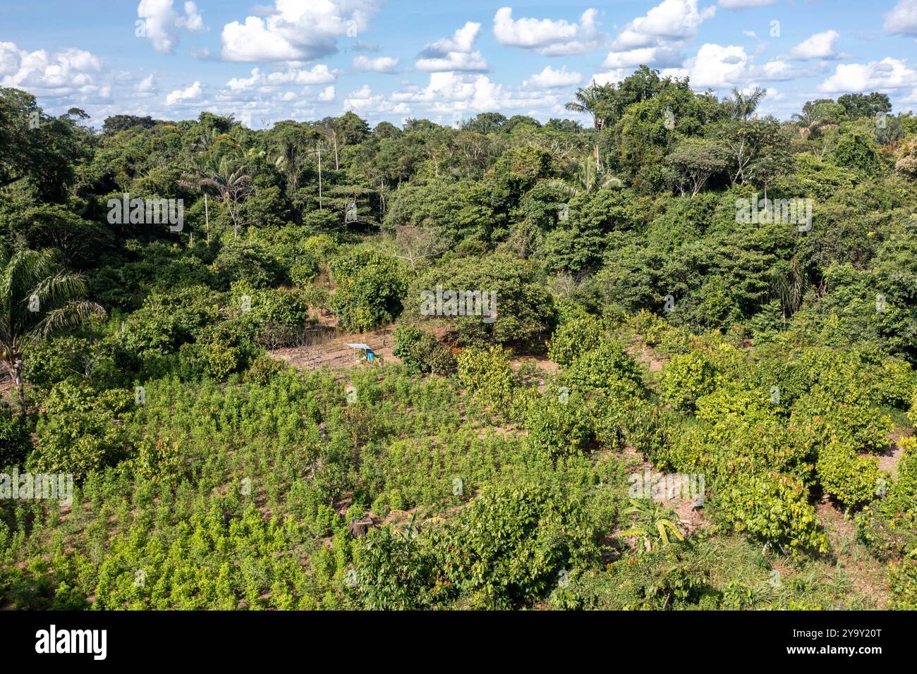 Colombia, Meta department, coca field in the Amazon rainforest Stock ...