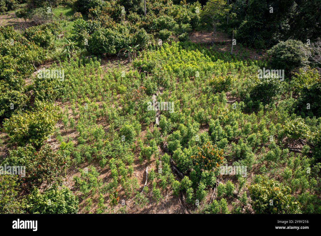 Colombia, Meta department, coca field in the Amazon rainforest Stock ...