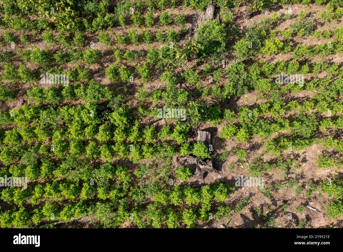 Colombia, Meta department, coca field in the Amazon rainforest Stock Photo - Alamy