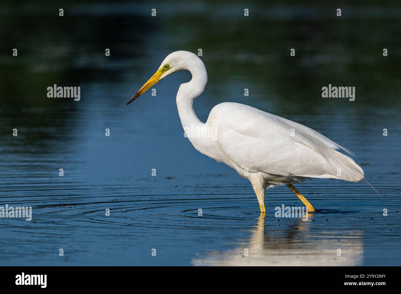 France, Somme, Baie de Somme, Le Crotoy, Marais du Crotoy, Great Egret ...