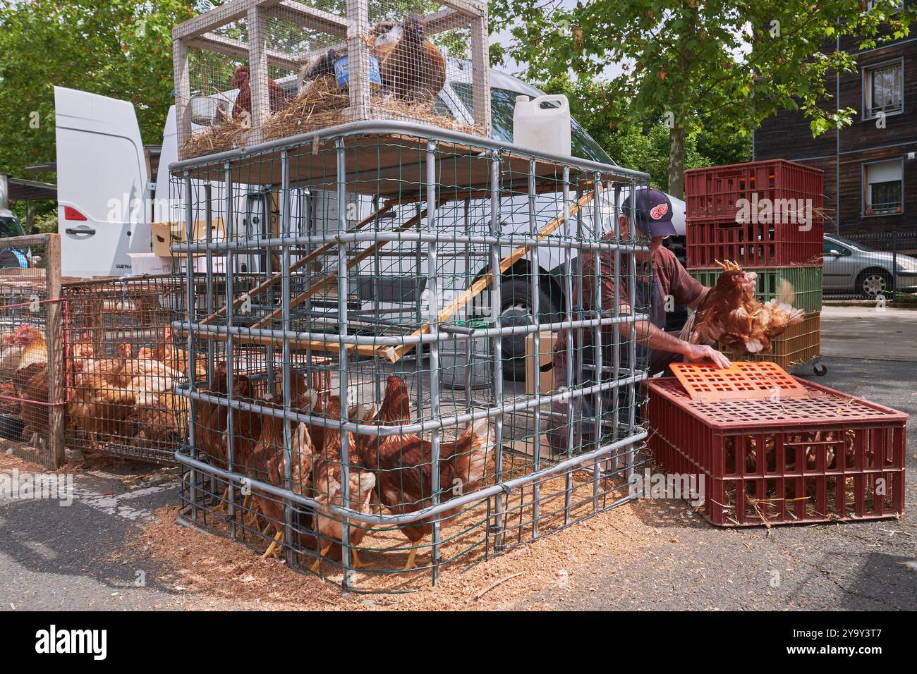 France, Saone et Loire, Burgundian Bresse, Louhans, the poultry market ...