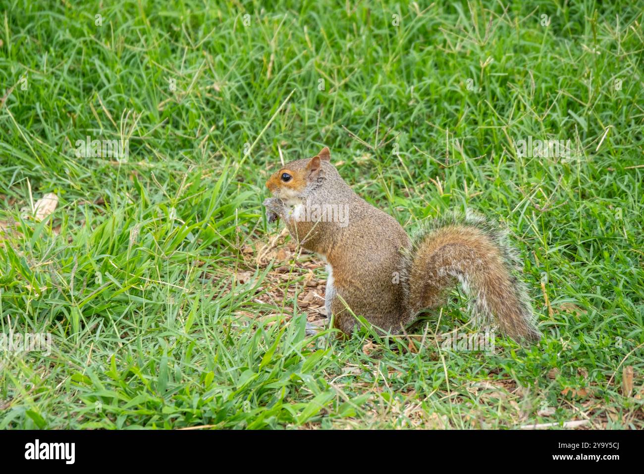 United States, Washington DC, squirrel Stock Photo - Alamy