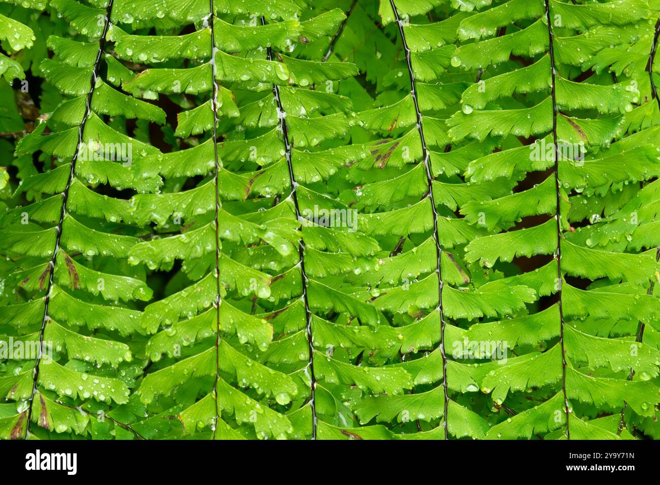 Five-finger fern (Adiantum aleuticum) along Trail of Ten Falls, Silver ...