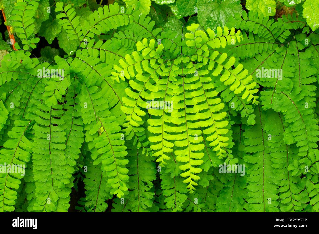 Five-finger fern (Adiantum aleuticum) along Trail of Ten Falls, Silver ...