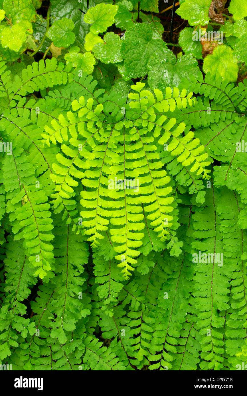 Five-finger fern (Adiantum aleuticum) along Trail of Ten Falls, Silver ...