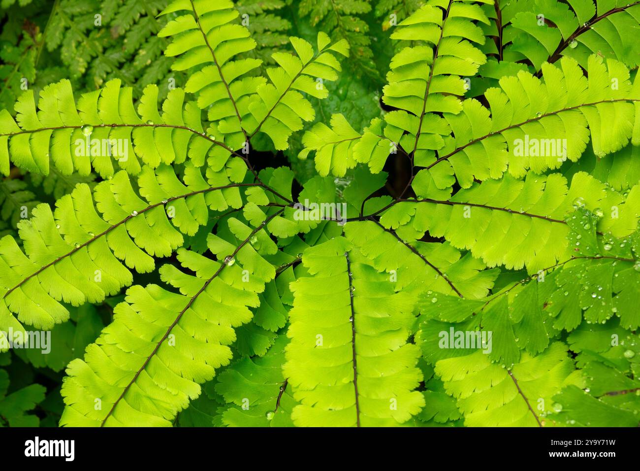 Five-finger fern (Adiantum aleuticum) along Trail of Ten Falls, Silver ...