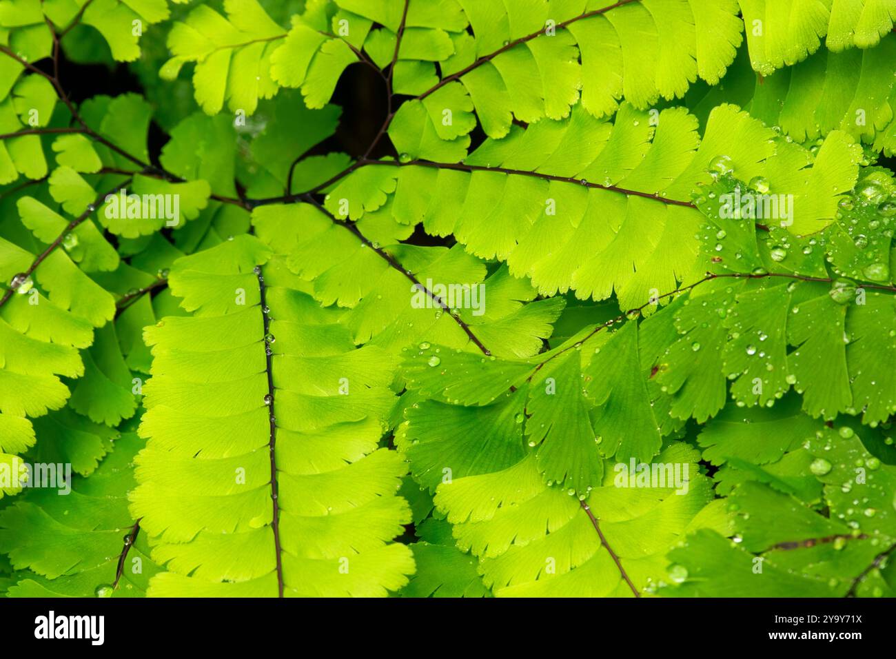 Five-finger fern (Adiantum aleuticum) along Trail of Ten Falls, Silver ...