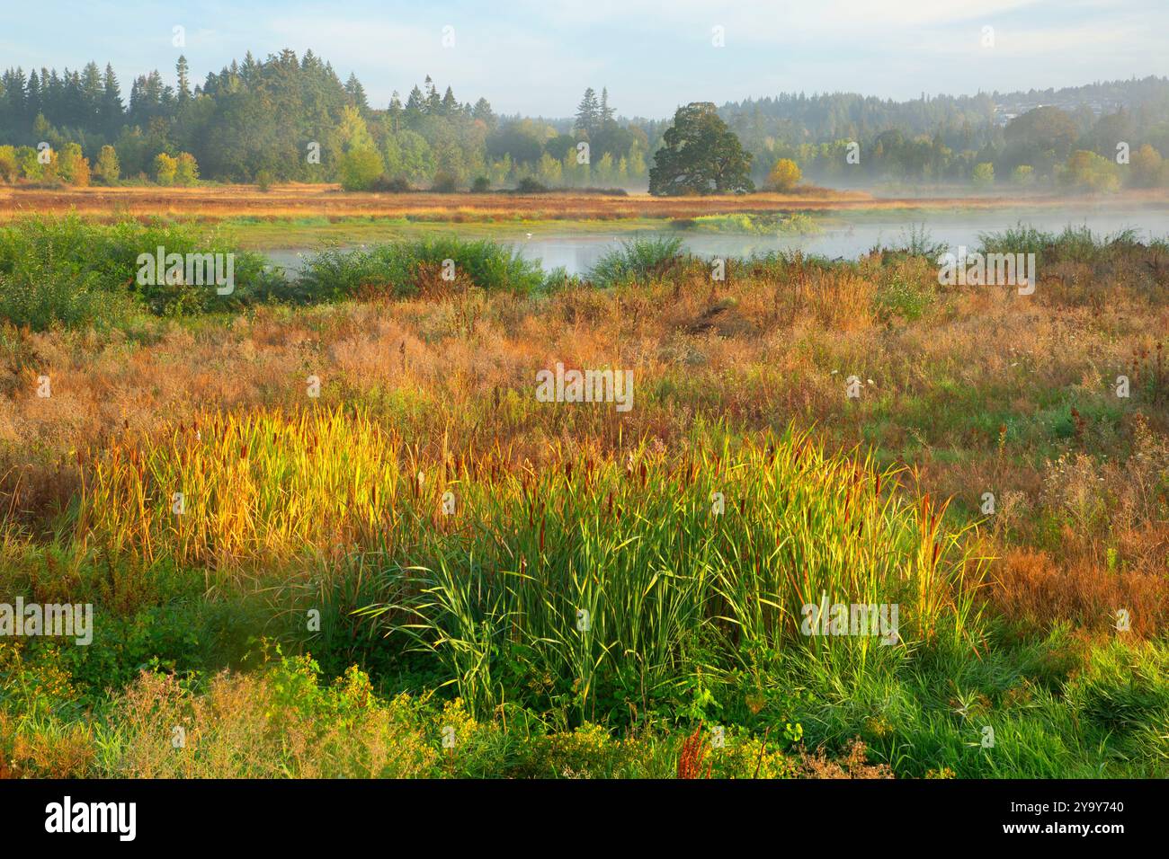 Sherwood marsh hi-res stock photography and images - Alamy