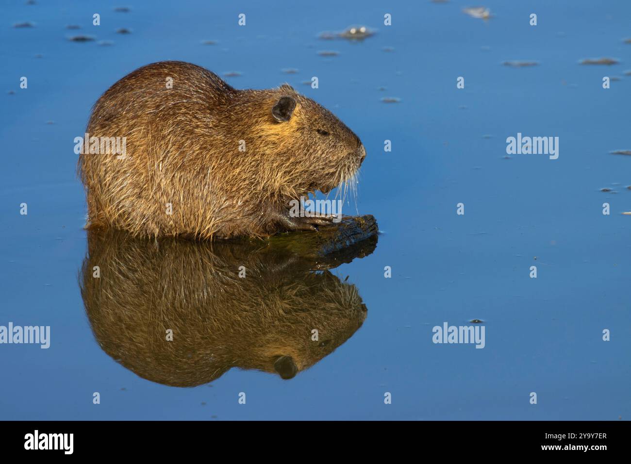 Nutria (Myocastor coypus), Tualatin River National Wildlife Refuge ...