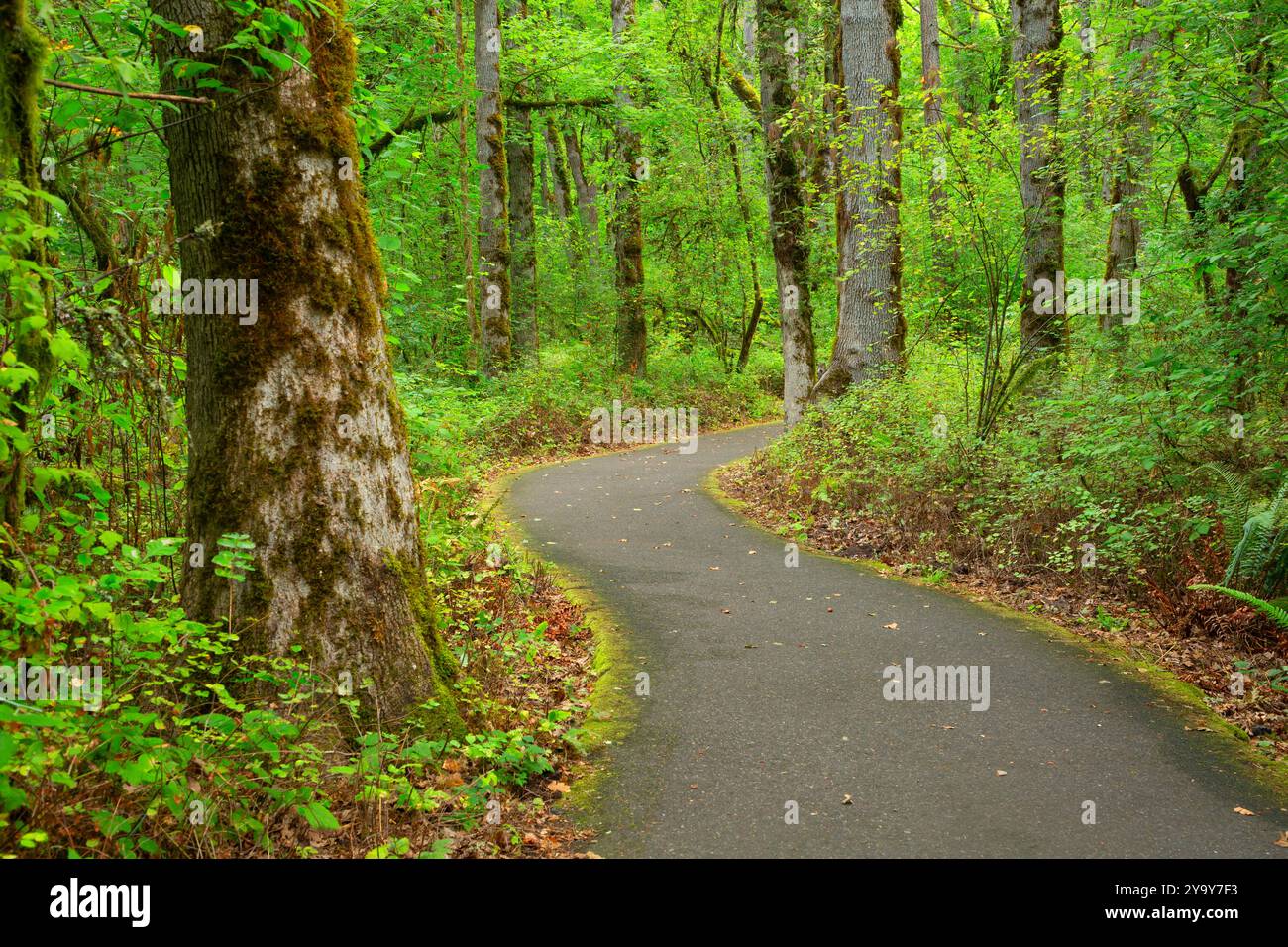 Hiking trail, Tualatin Hills Nature Park, Beaverton, Oregon Stock Photo ...