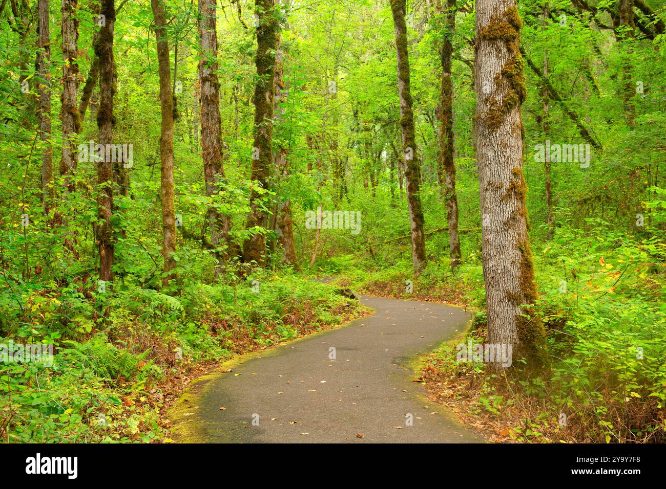 Hiking trail, Tualatin Hills Nature Park, Beaverton, Oregon Stock Photo ...