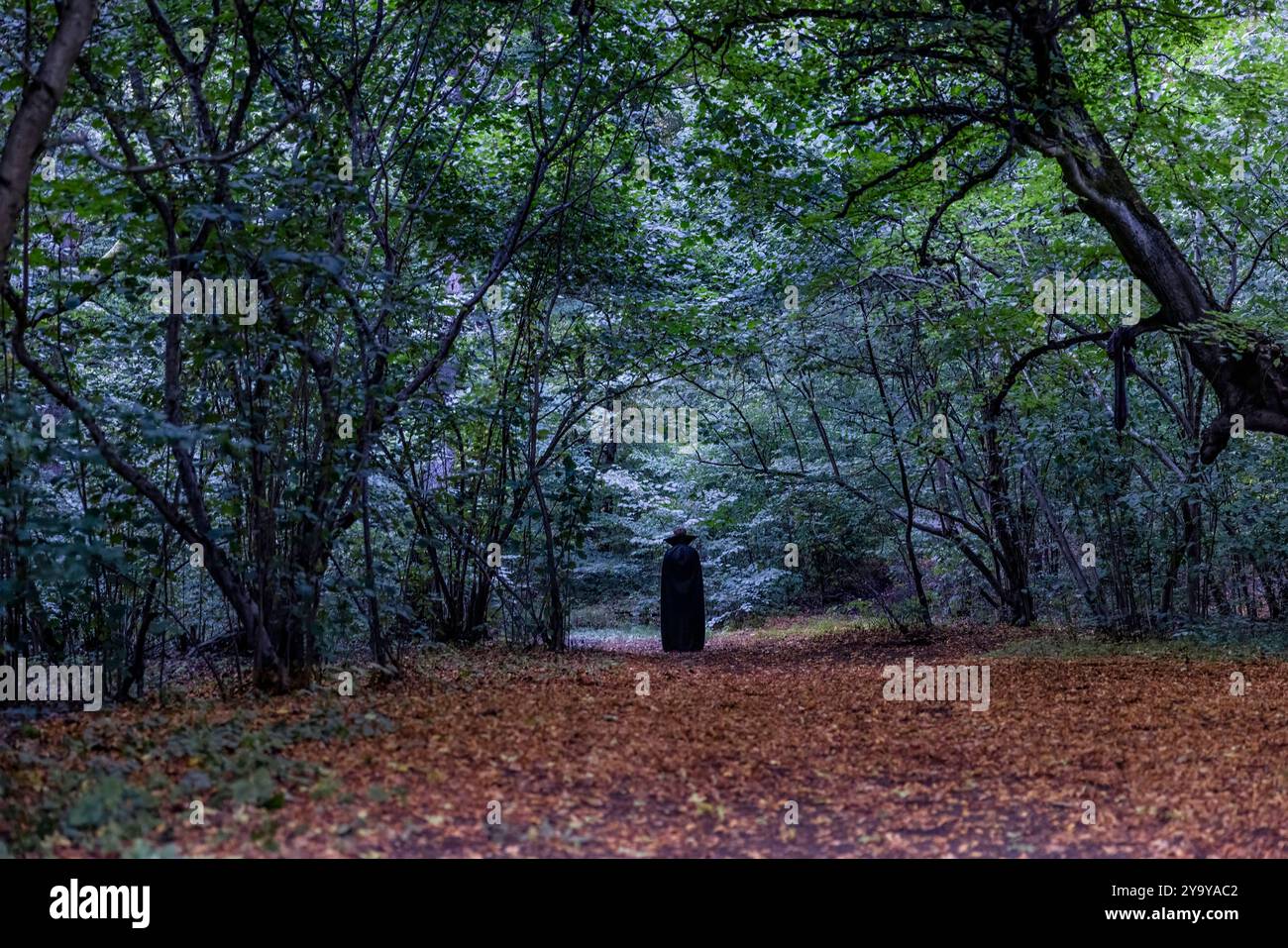 Hoia baciu forest, hi-res stock photography and images - Alamy