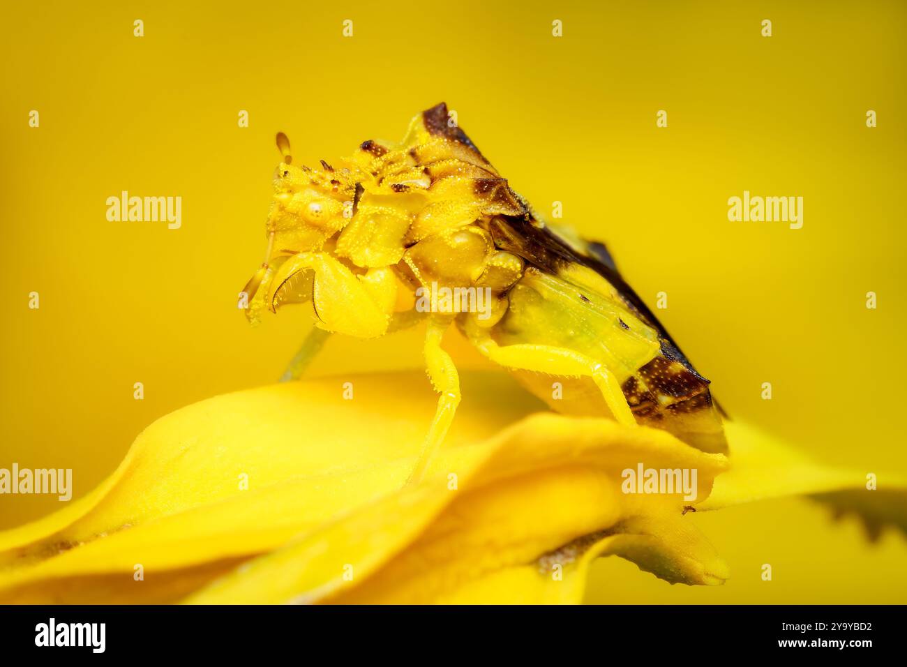 American ambush bug hi-res stock photography and images - Alamy