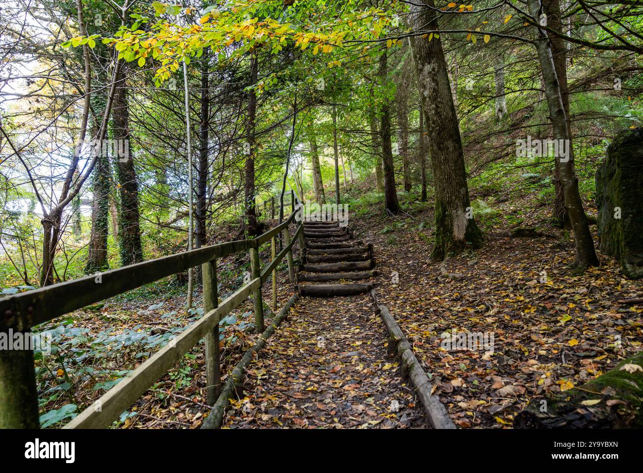 Wooden hiking trail is leading upwards through a dense forest covered ...