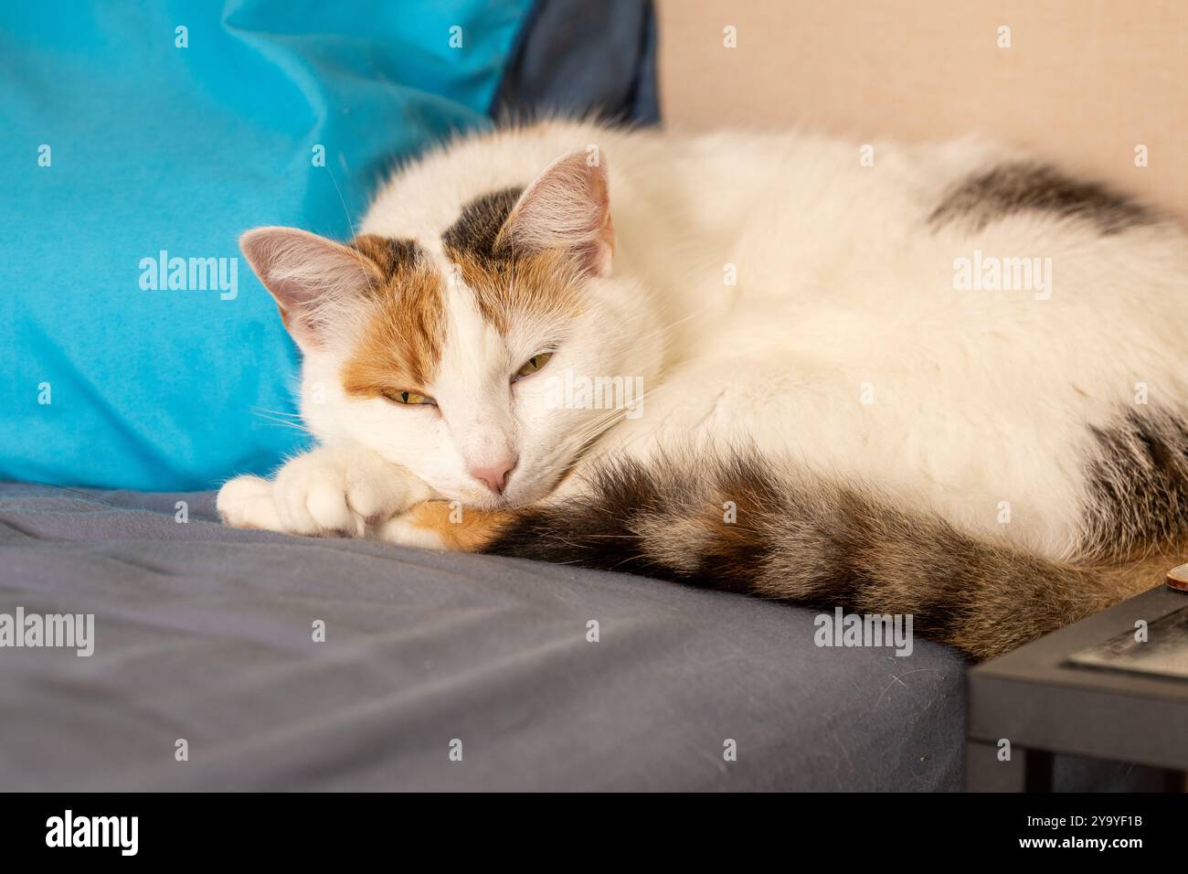 A beautiful tri-colored cat is sleeping soundly on the bed. A pet. A ...