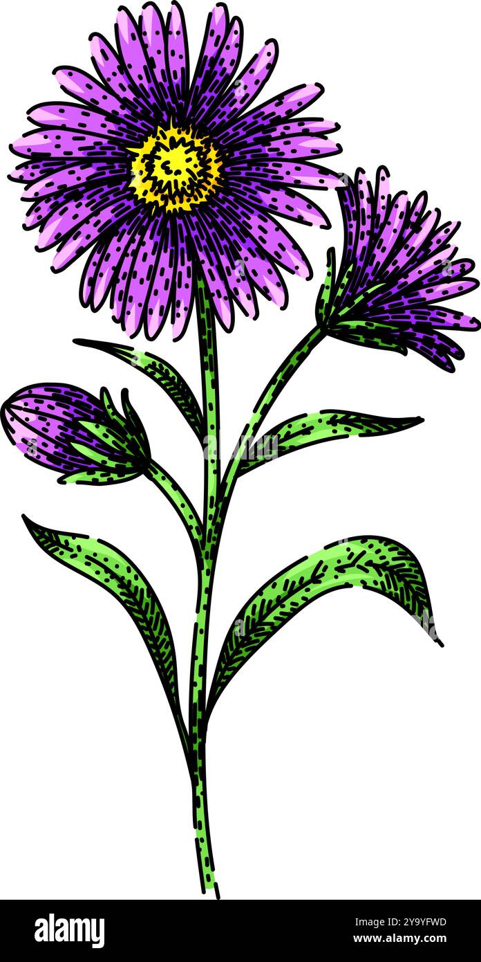 garden aster sketch hand drawn vector Stock Vector Image & Art - Alamy