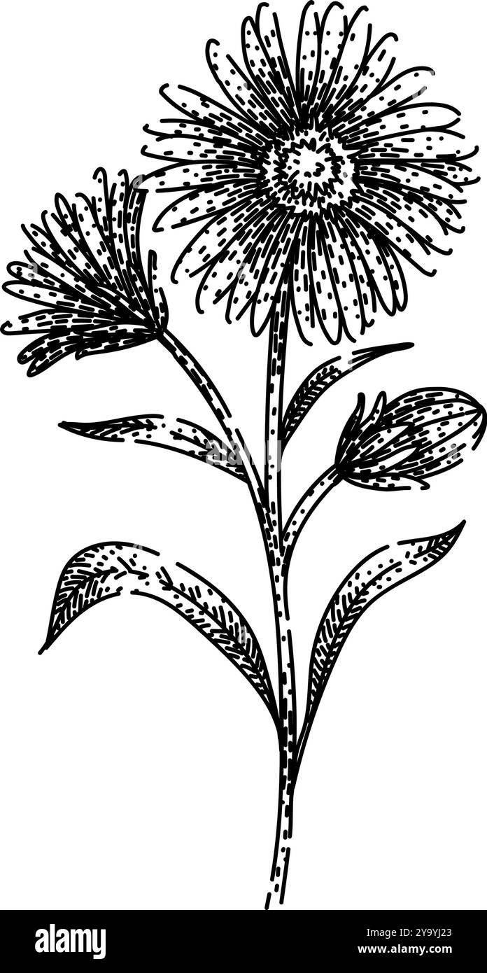 garden aster sketch hand drawn vector Stock Vector Image & Art - Alamy