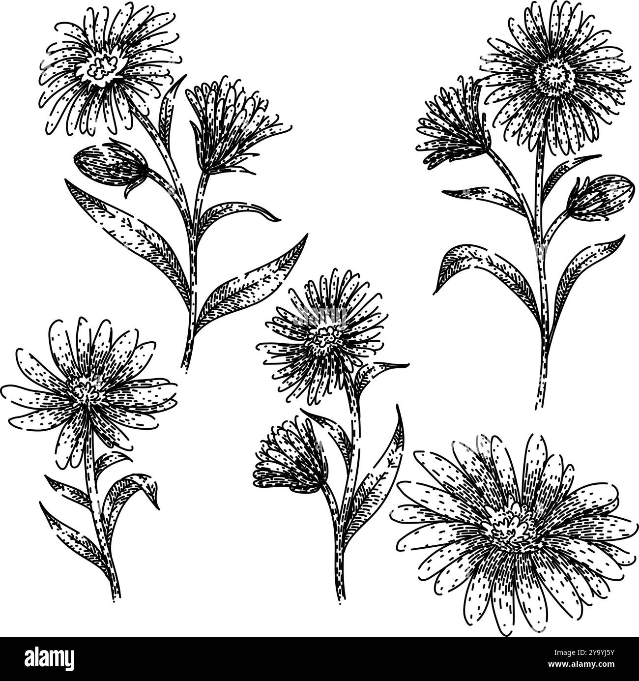 aster set sketch hand drawn vector Stock Vector Image & Art - Alamy