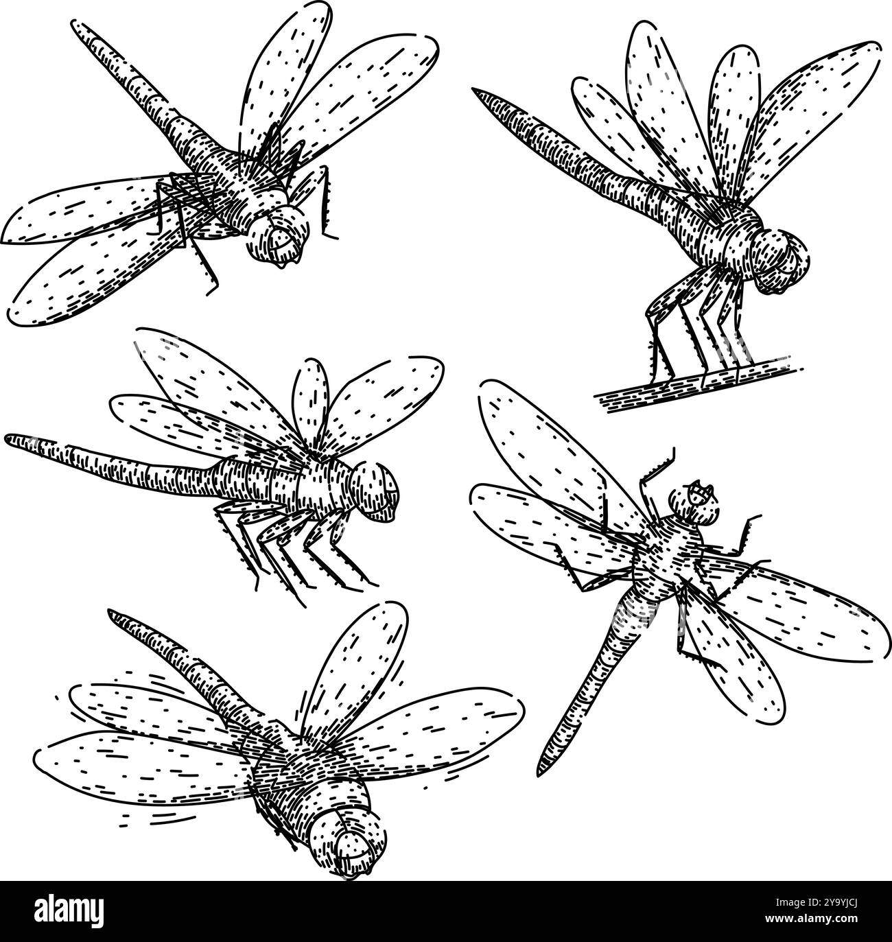 dragonfly set sketch hand drawn vector Stock Vector Image & Art - Alamy