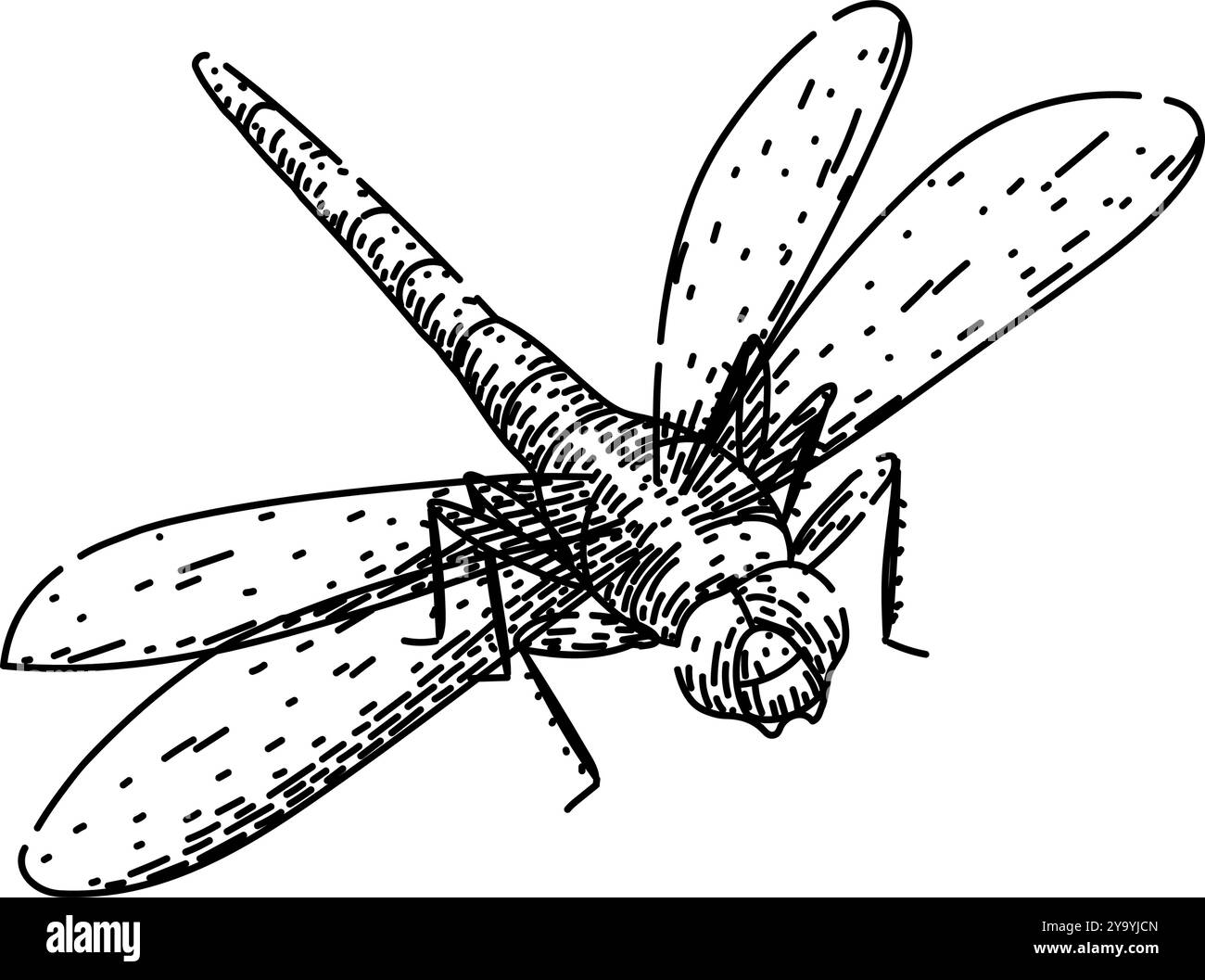 insect dragonfly sketch hand drawn vector Stock Vector Image & Art - Alamy