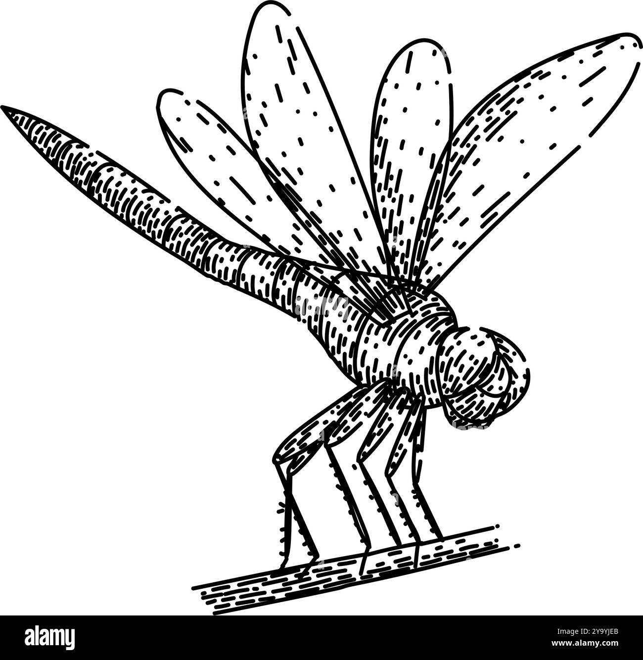 pond dragonfly sketch hand drawn vector Stock Vector Image & Art - Alamy