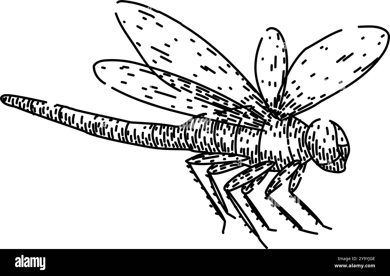 wings dragonfly sketch hand drawn vector Stock Vector Image & Art - Alamy