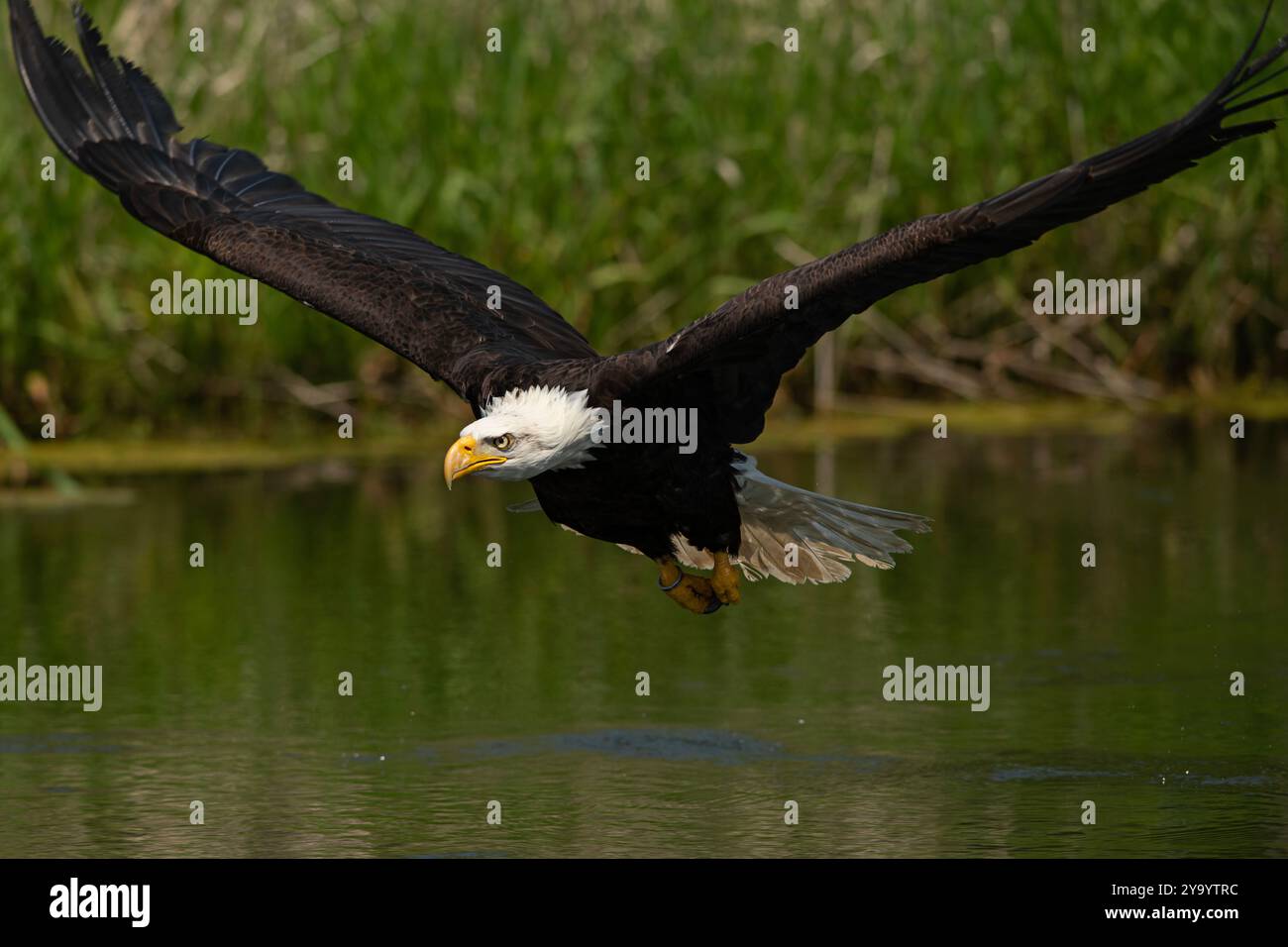 A trained bald eagle in flight. Haliaeetus leucocephalus Stock Photo ...