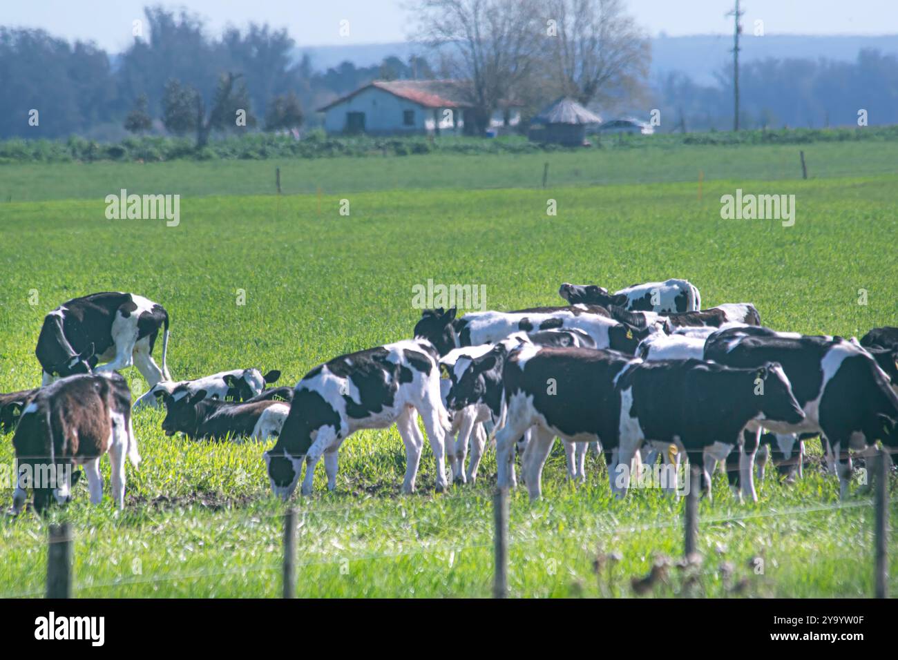 Farm Cows grazing on the green fiel Stock Photo - Alamy