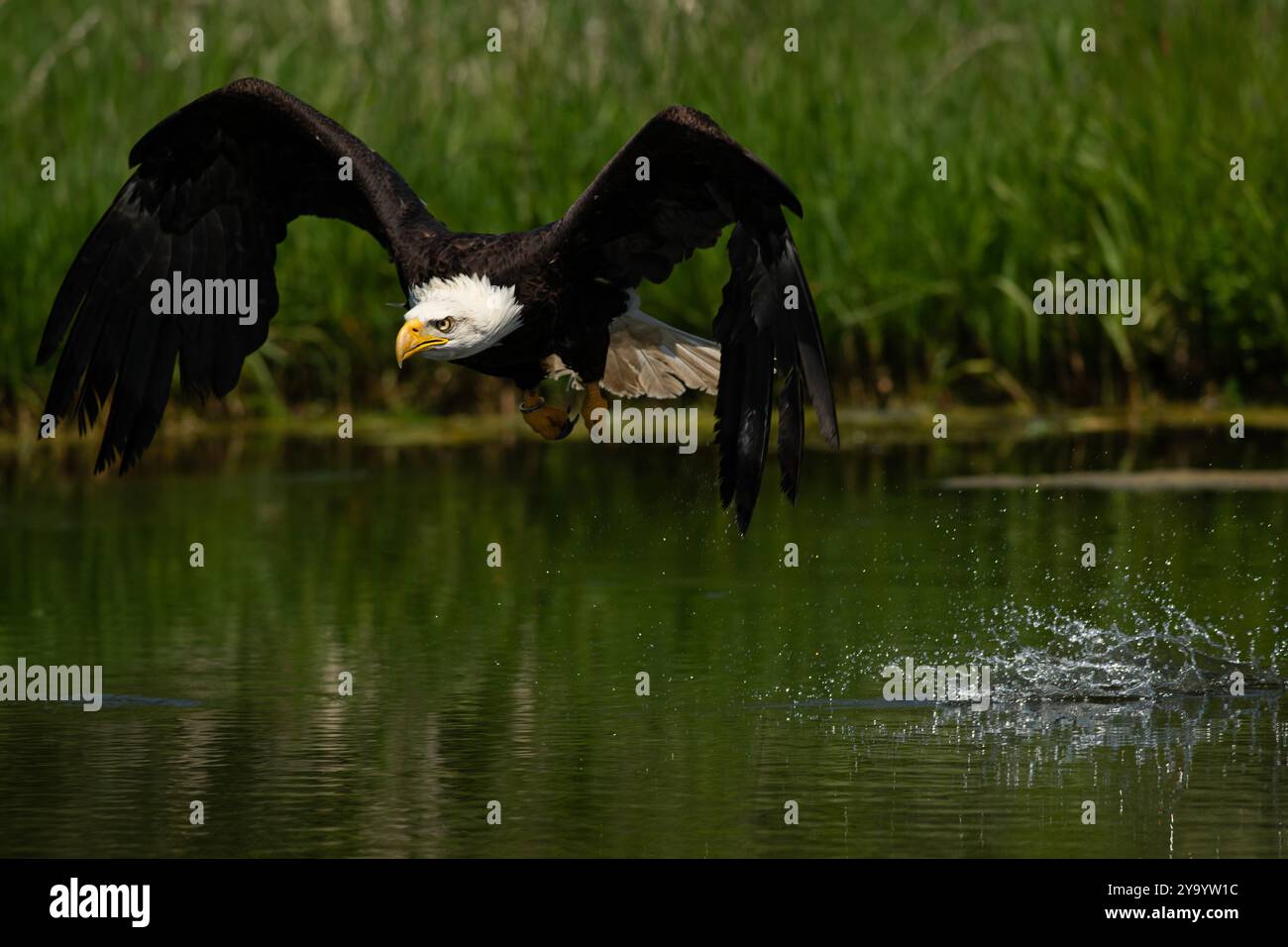 A trained bald eagle in flight. Haliaeetus leucocephalus Stock Photo ...