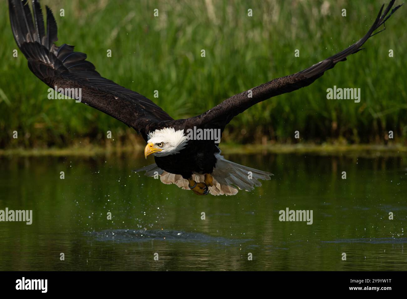A trained bald eagle in flight. Haliaeetus leucocephalus Stock Photo ...