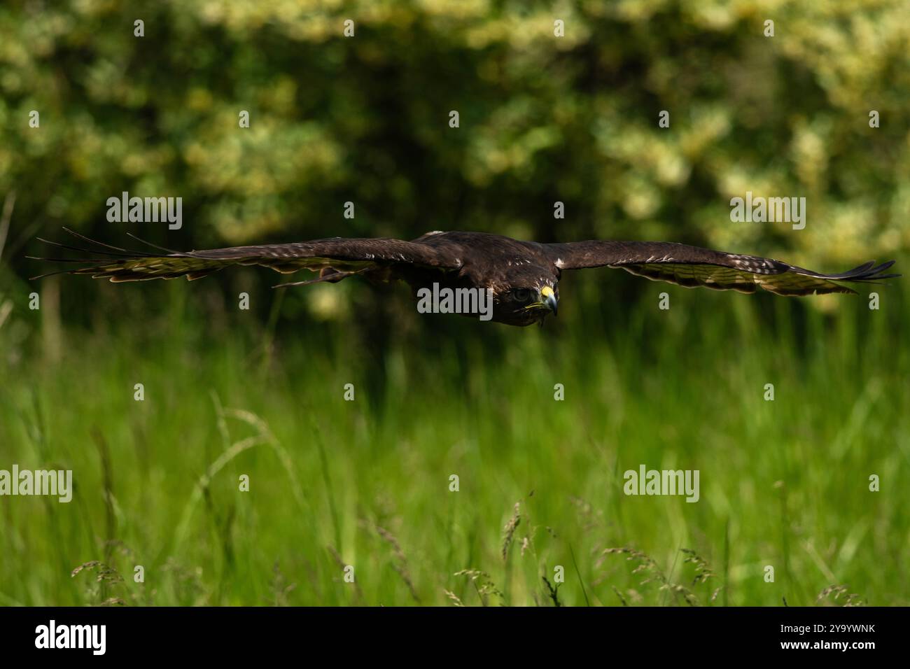 A trained Harlan's Hawk, Buteo jamaicensis harlani Stock Photo - Alamy
