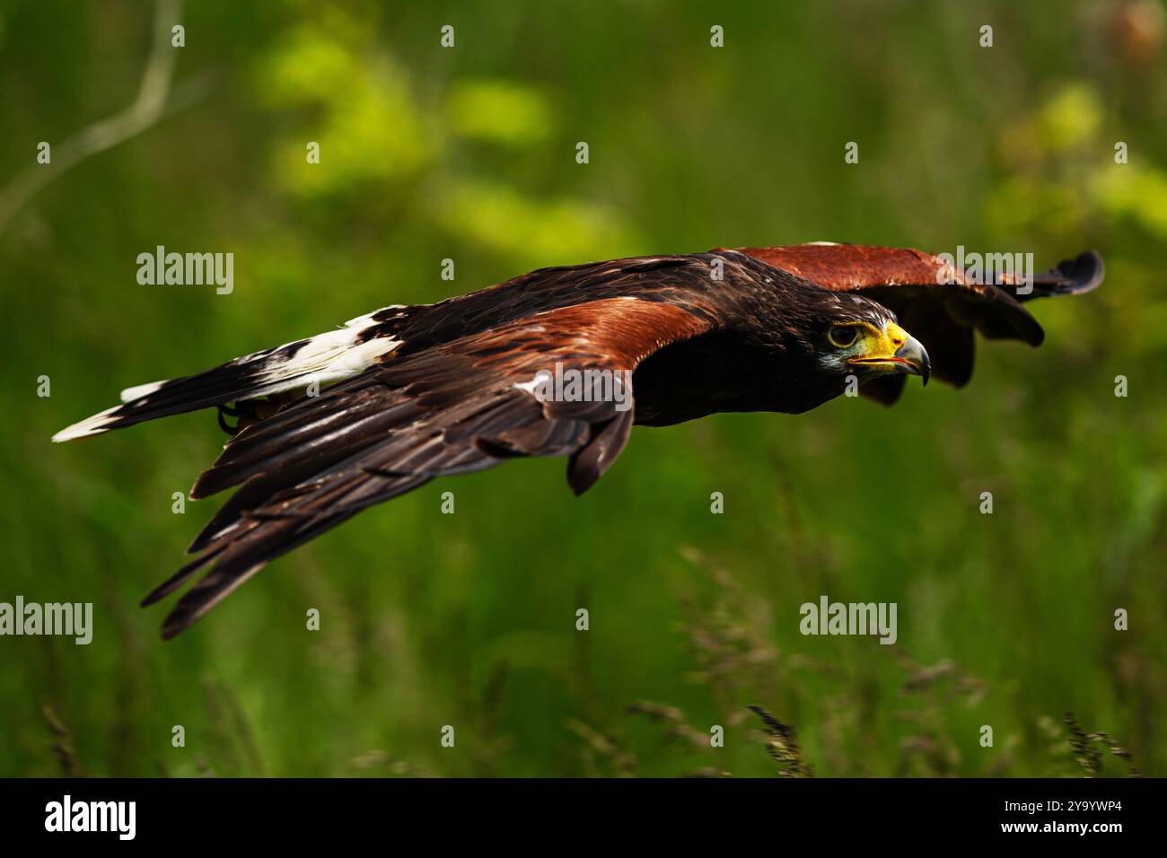 Harris's hawk, formerly known as the bay-winged hawk, dusky hawk, and ...