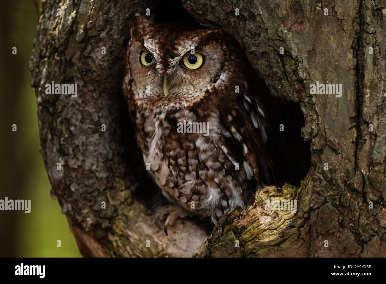 A trained Eastern Screech Owl Red Morph, Megascops asio Stock Photo - Alamy