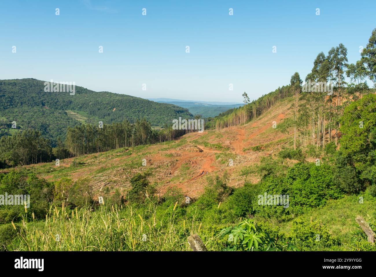 Mountain landscape with native forest and deforestation from timber ...