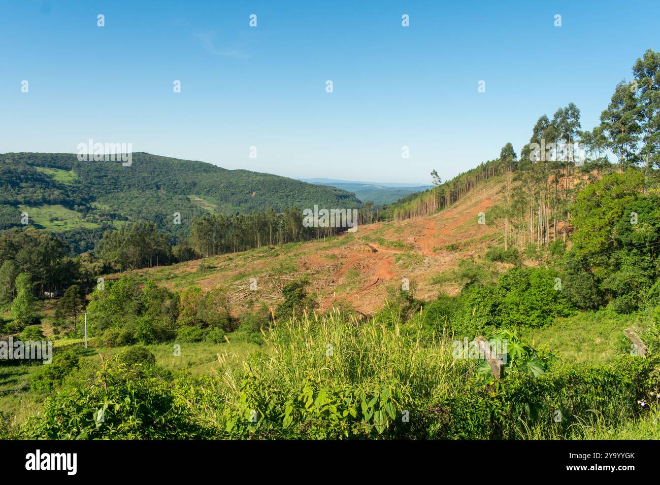 Mountain landscape with native forest and deforestation from timber ...
