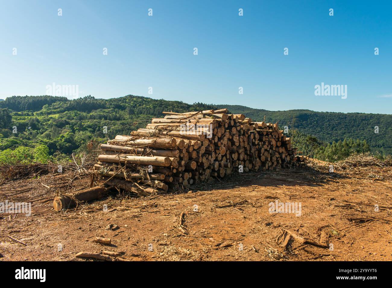 Cut logs of Pine and eucalyptus - timber harvesting in Sao Francisco de ...