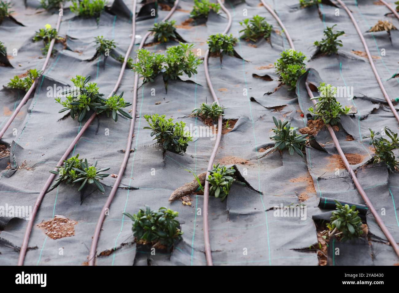 Automatic garden irrigation system with plastic pipes outdoors at ...