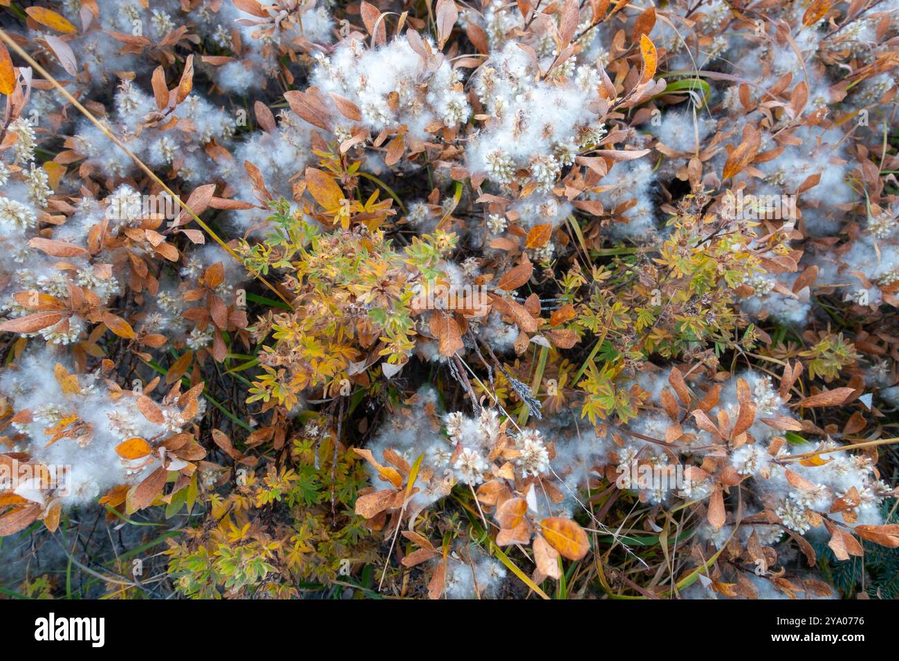 Colorful Arctic Willow Salix Arctica Plant low pubescent shrubs silvery ...