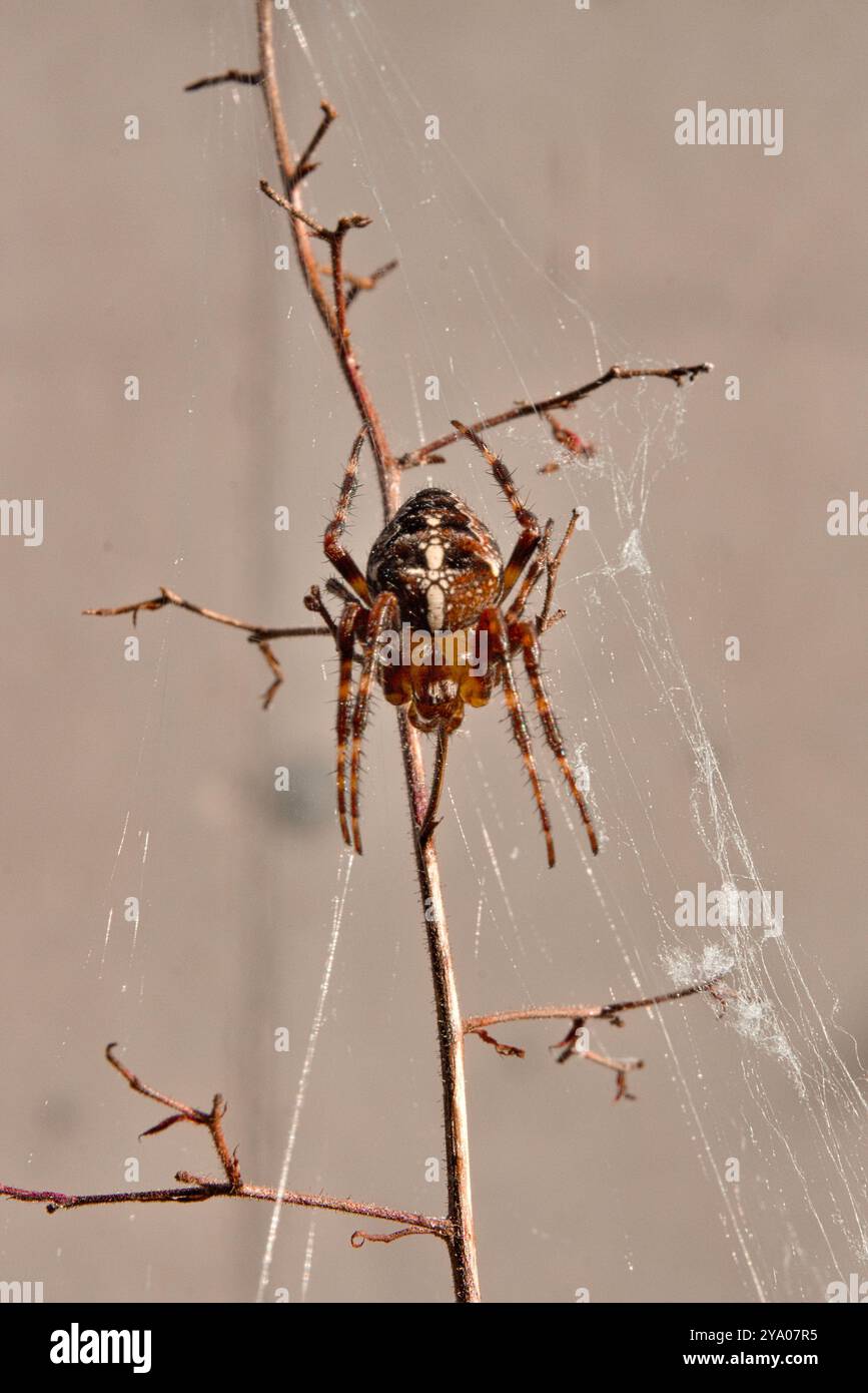 garden spider sitting in its net Stock Photo - Alamy